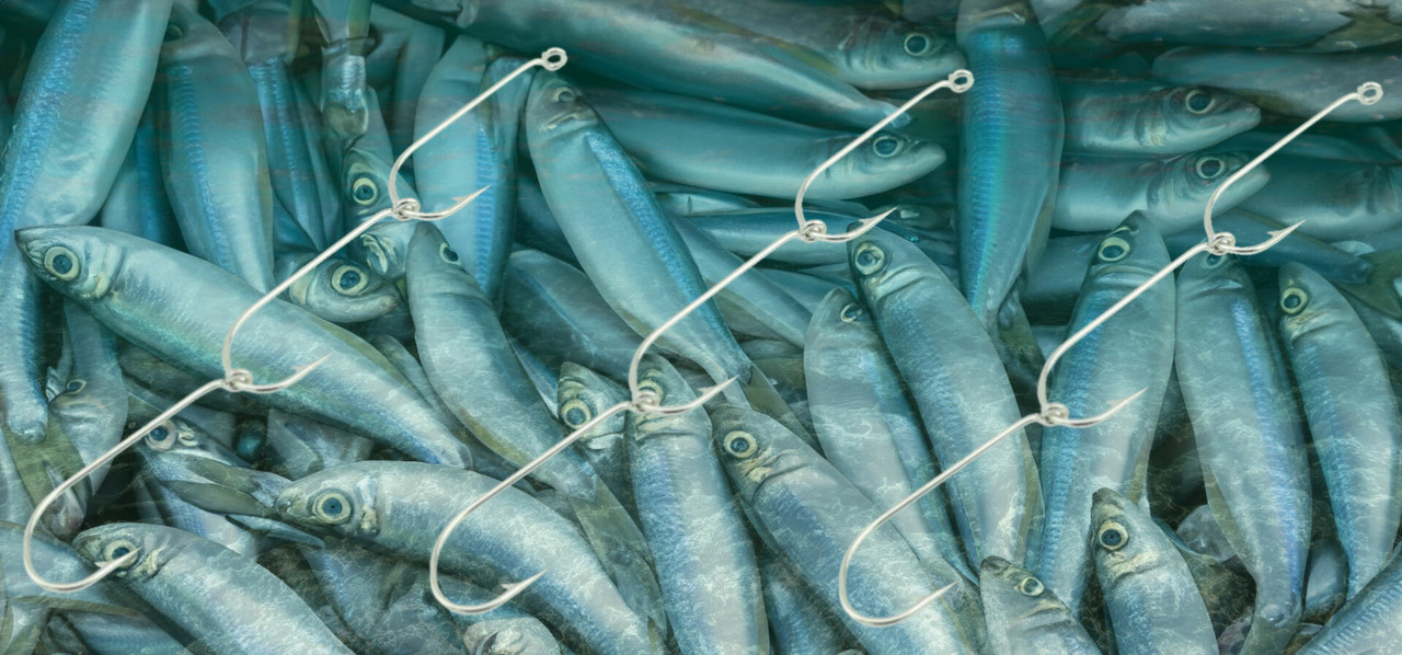 Buy Gang Hooks Online | Australian Store