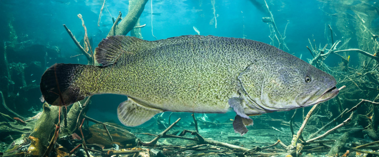 Murray Cod Lures For Sale Online | Fishing Tackle Shop