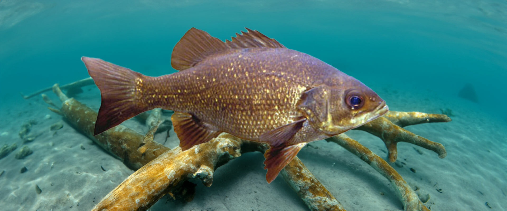 Buy Bass Lures Online | Australian Store