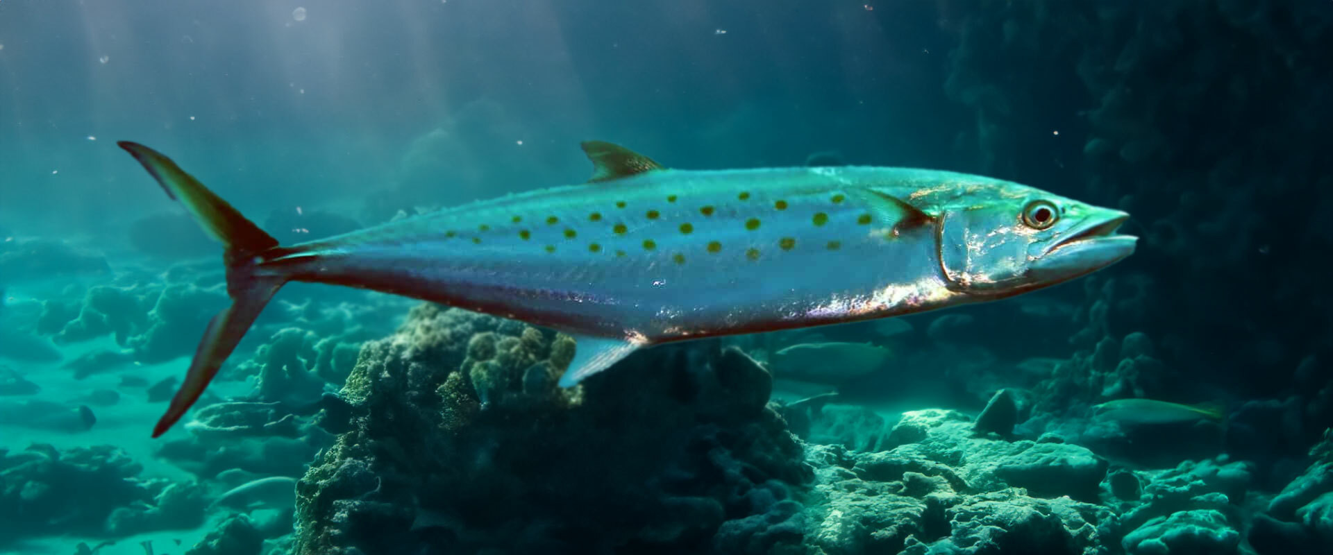 Buy Mackerel Lures Online | Australian Store