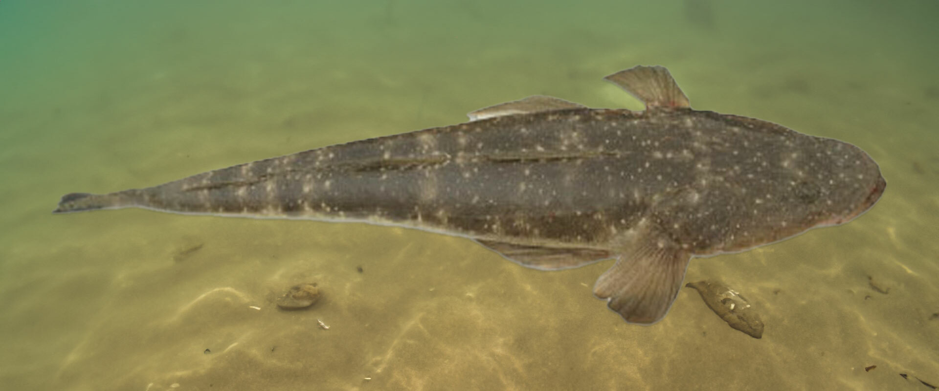 Buy Flathead Lures Online | Australian Store