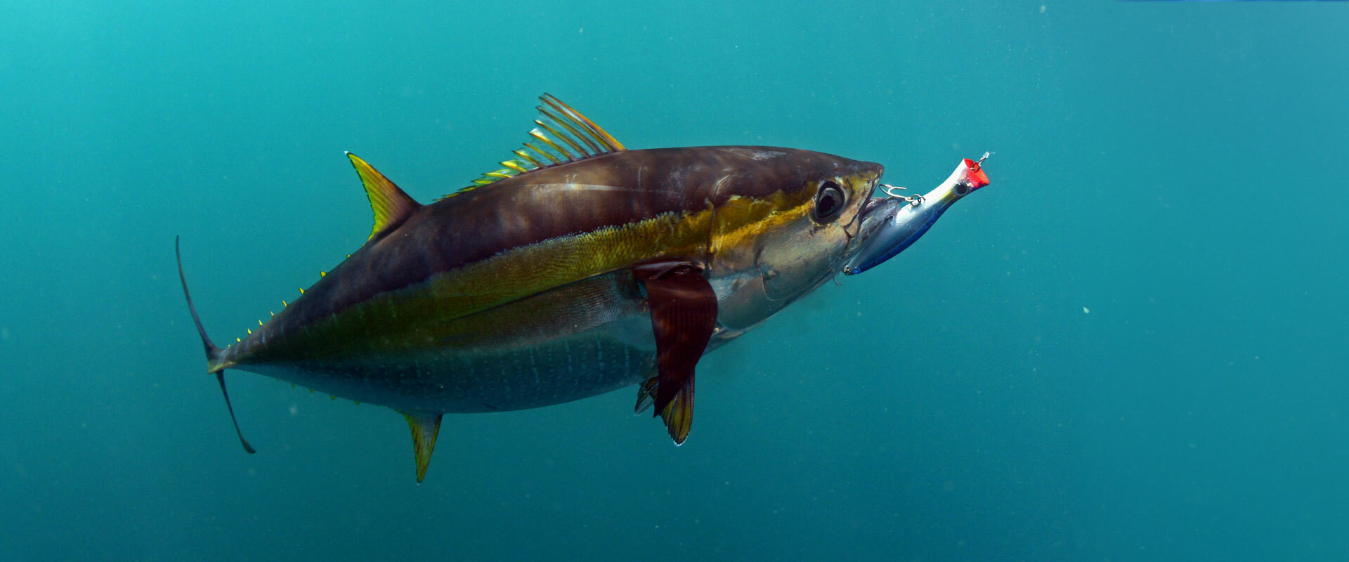 Tuna Lures For Sale Online Australia | Fishing Tackle Shop