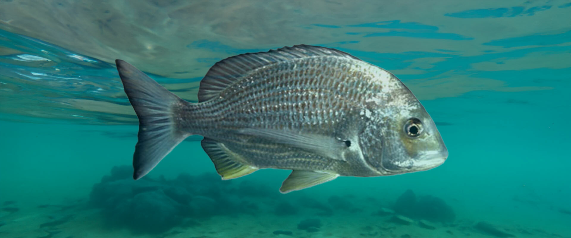 Buy Bream Lures Online | Australian Store