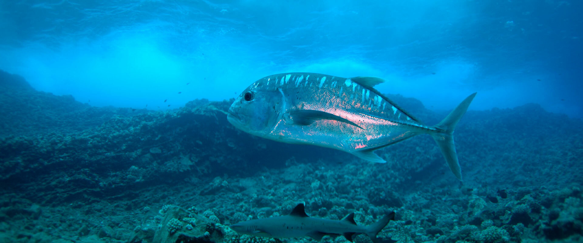 Buy GT Lures Online | Giant Trevally Poppers & Stickbaits