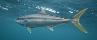 Buy Kingfish Lures Online | Australian Tackle Store