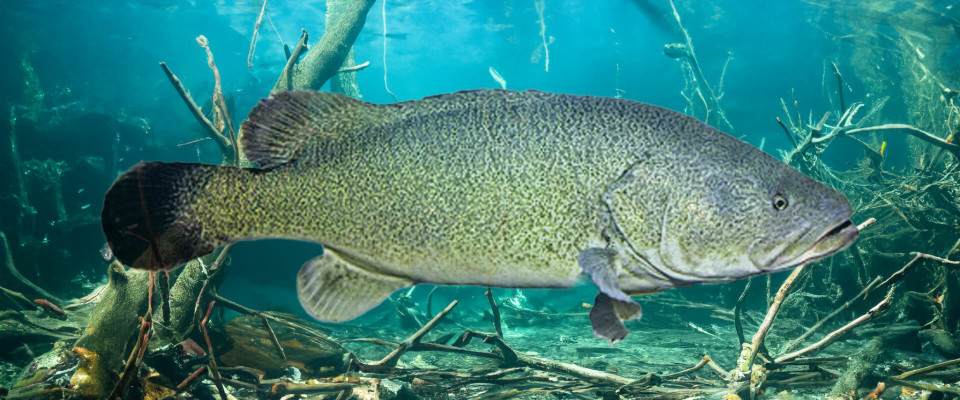 Buy Murray Cod Lures Online | Australian Store