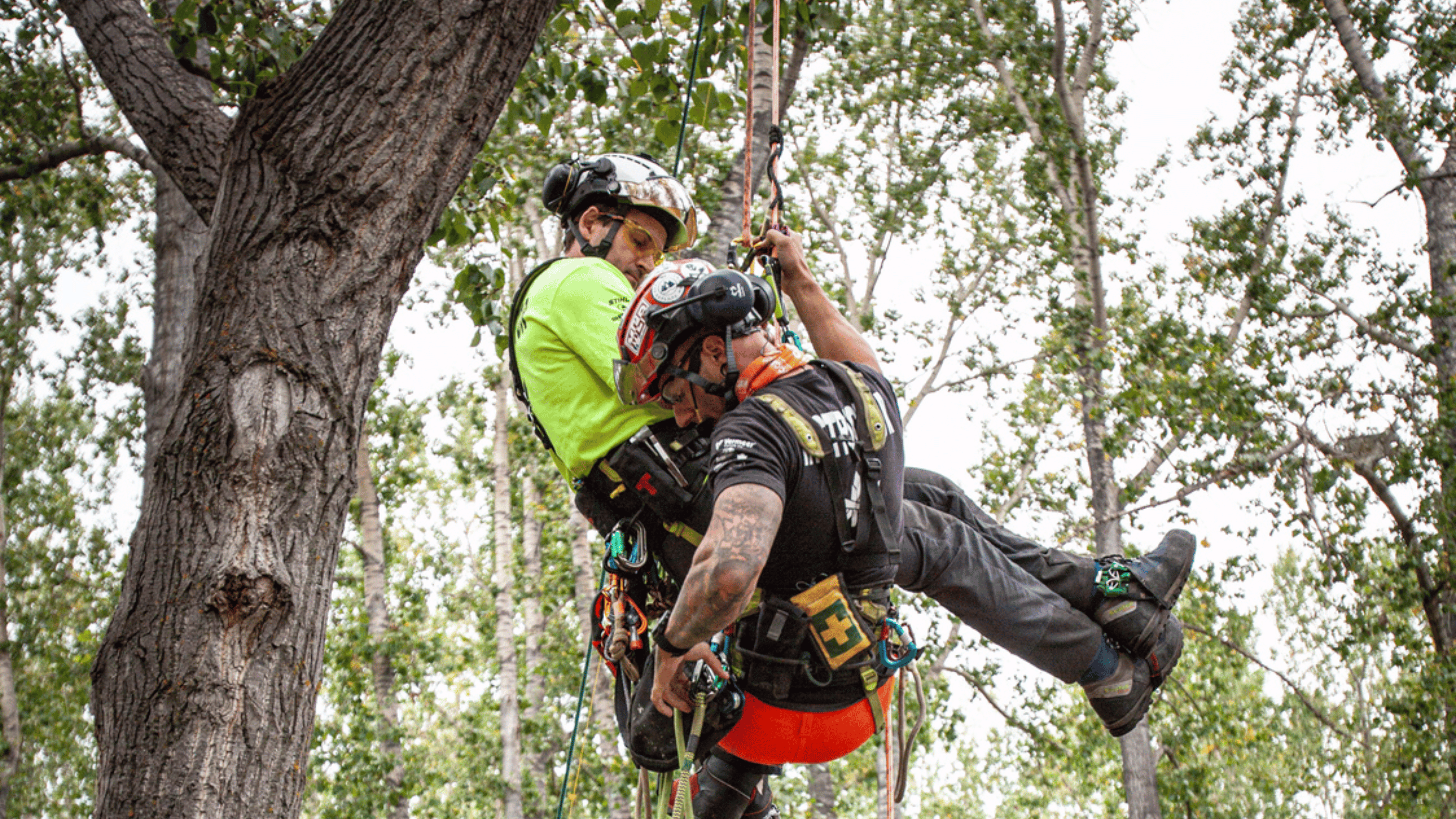 Tree Climber Rescue Scenarios & Safety Preparedness - Arborist Store