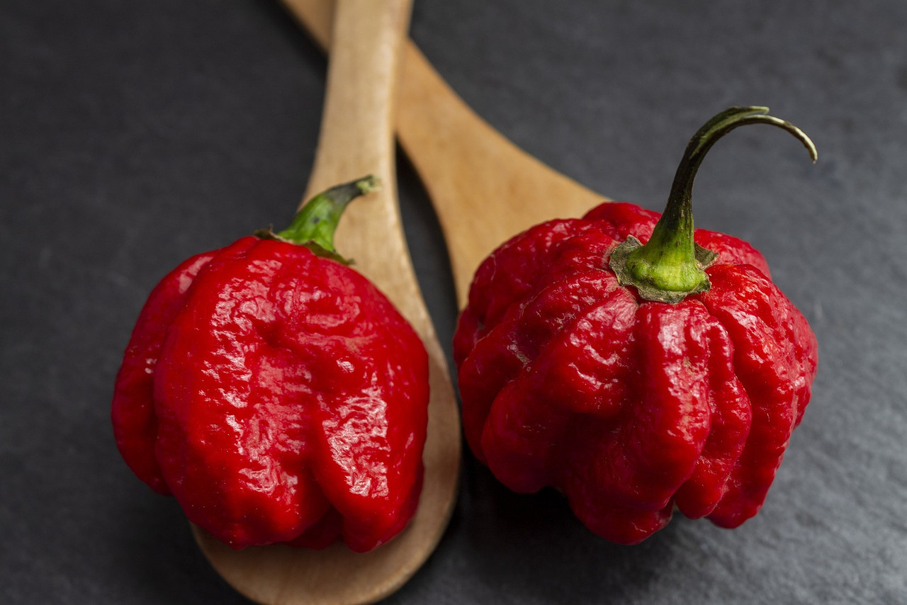 Everything You Need to Know about Trinidad Moruga Scorpion Peppers ...