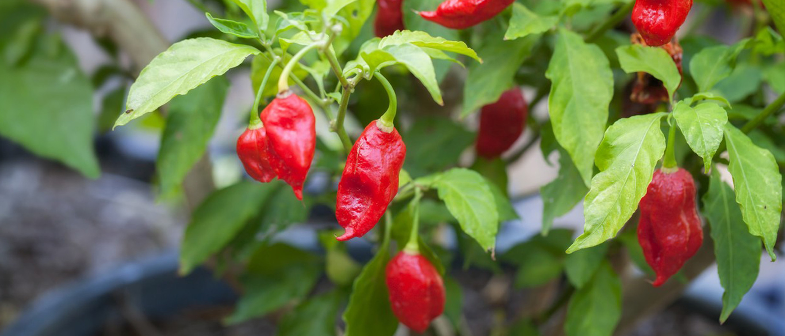 Gourmet Hot Sauce | Ghost Pepper Sauce | Hot Sauce Store