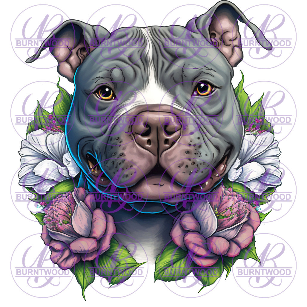 American Bully 2731