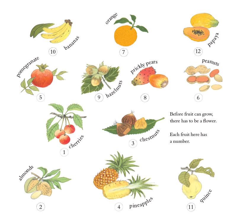 Waldorf Children's Books - Waldorf Books - How Does My Fruit Grow?- Ava ...