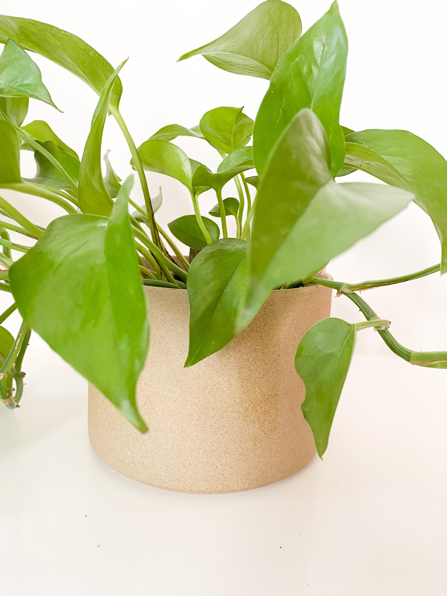 Hasami Porcelain Flower Pot - Hasami Porcelain Canada - Ava's Appletree