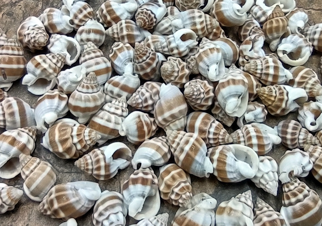 Red Banded Nassa Seashells Nassarius Phyrrus (approx. half cup +/- 65 ...