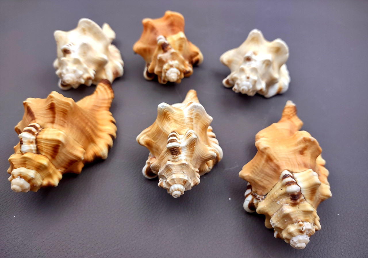 Perry's Triton Seashell Cymatium Peryii (1 shell approx. 3+ inches ...