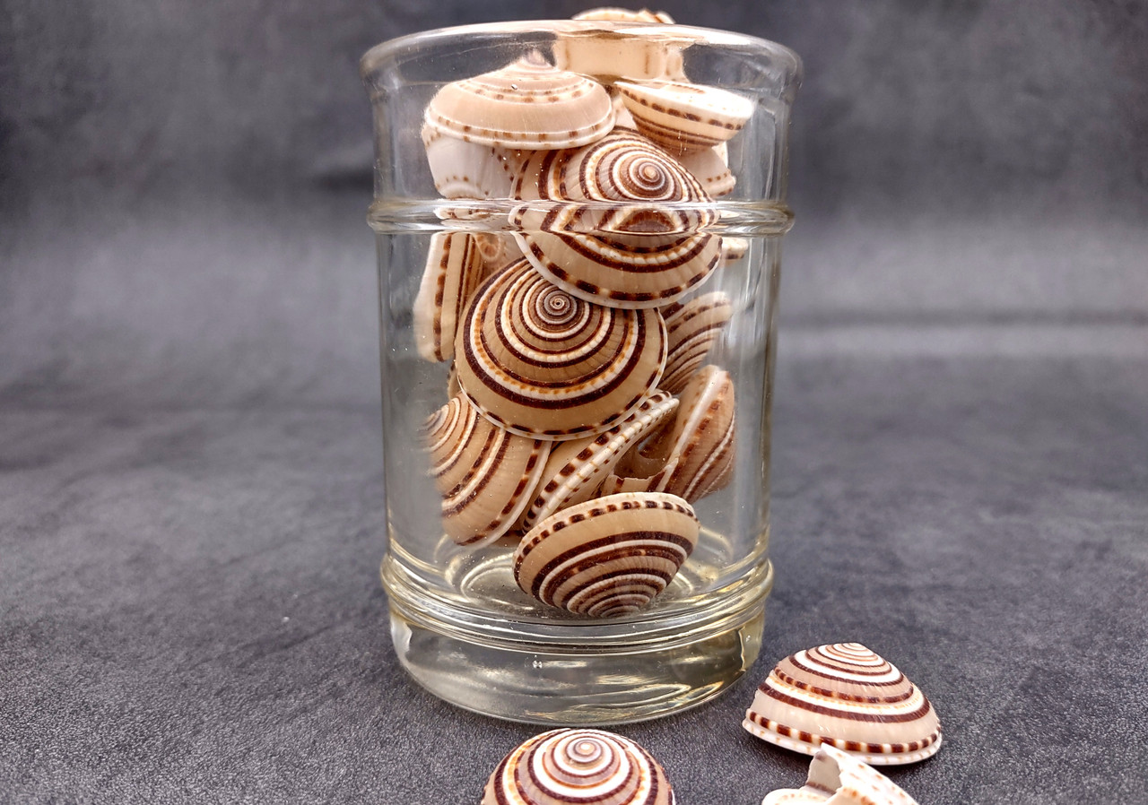 Perspective Sundial Seashells Architectonica Perspectiva (10 shells ...