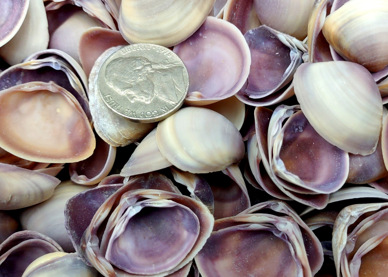 Purple Cay Cay Clam Seashells (approx. half cup 45+ shells 0.75+ inches ...