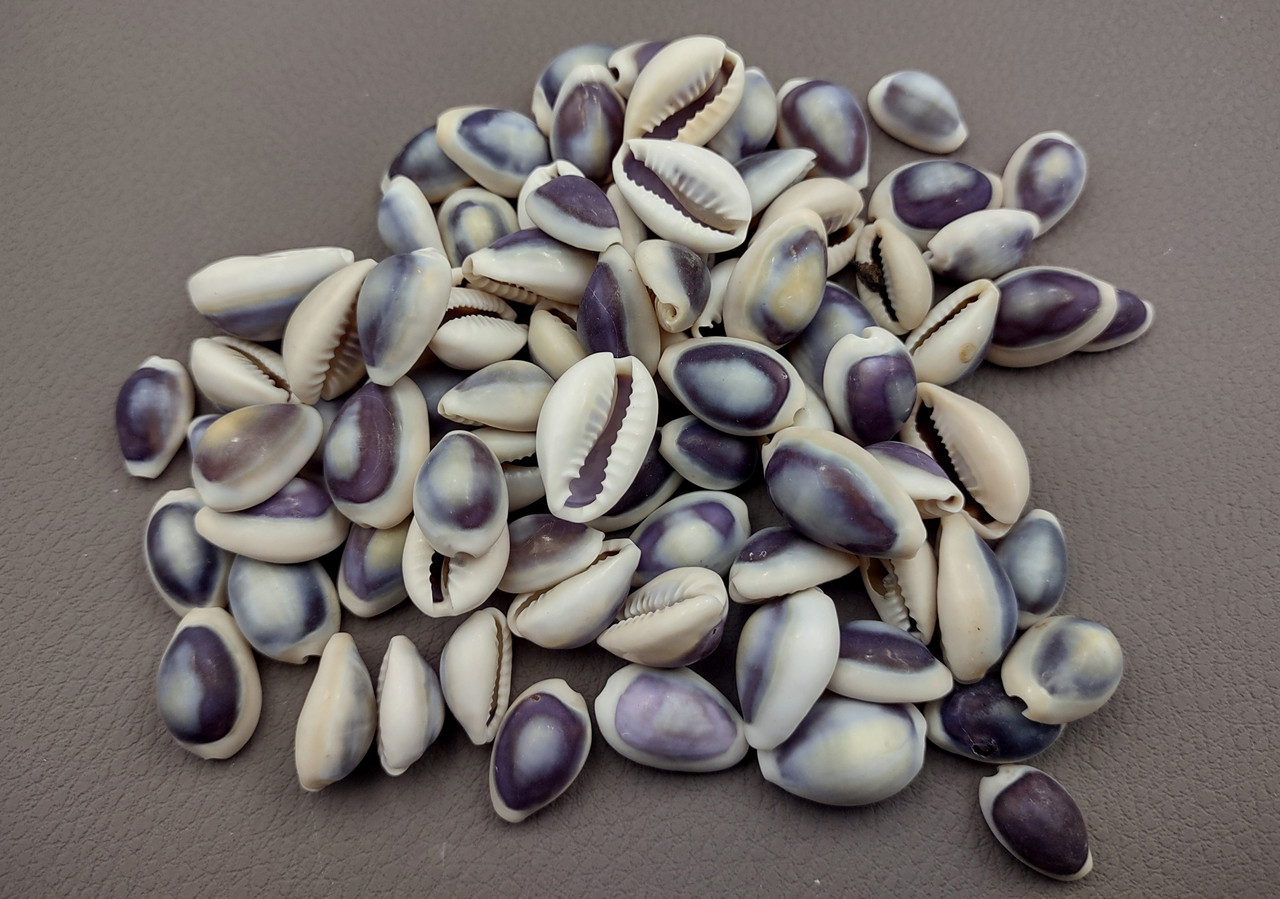 Purple Top Cowrie Seashells Bulk Cypraea Annulus (approx. half cup 45 ...