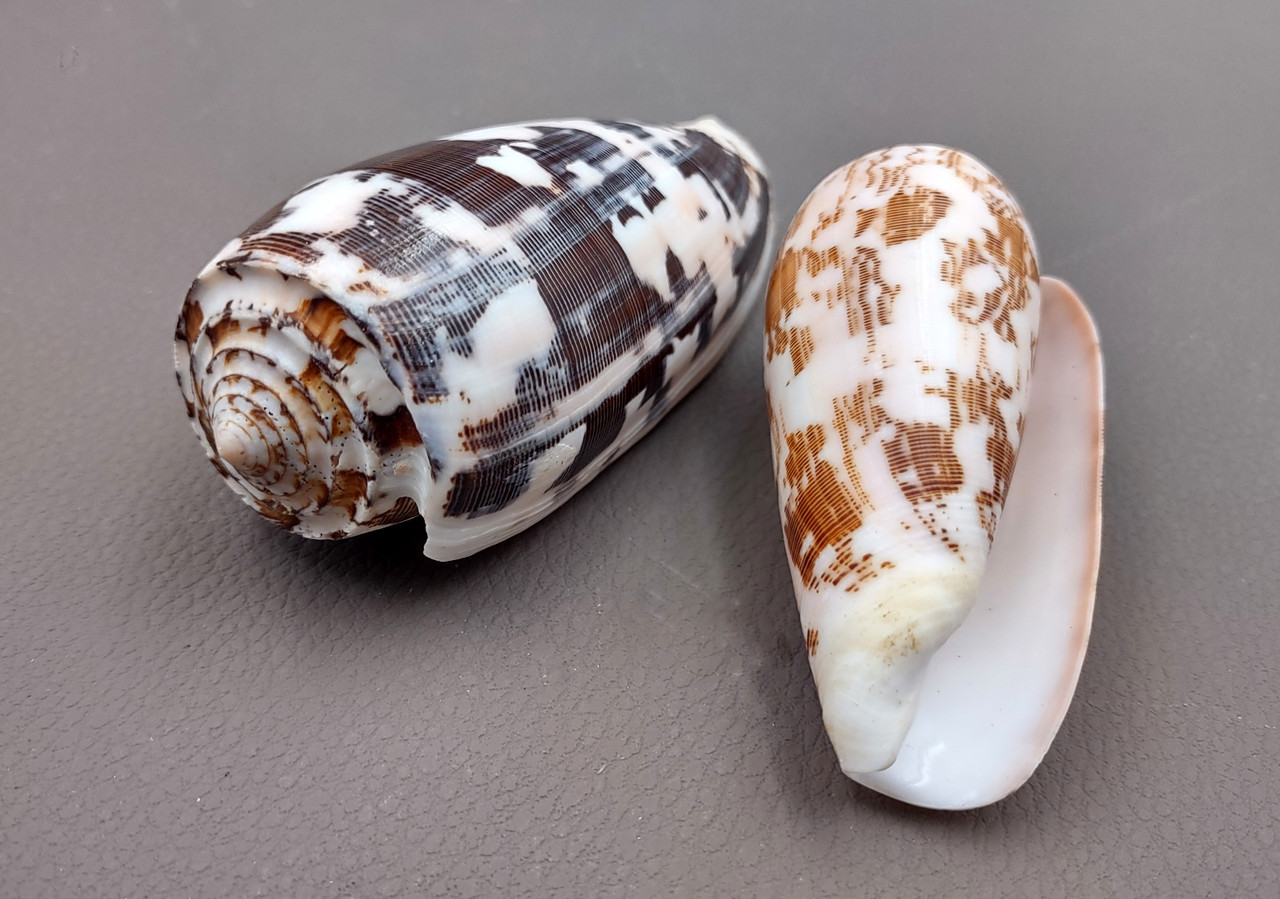 cone seashells - seashellsupply.com