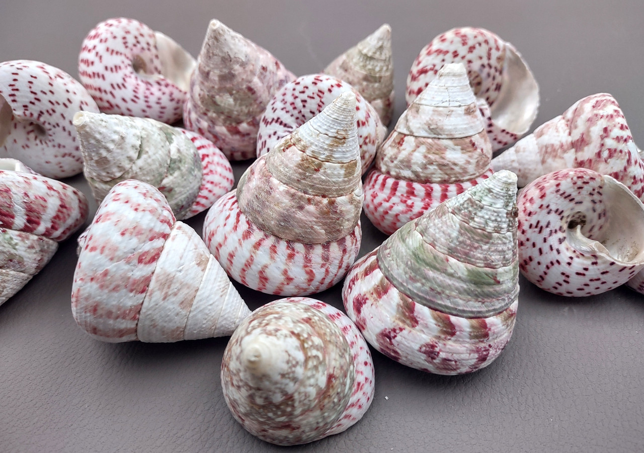 Strawberry Trochus Seashells Red White Rochia Conus (4 shells approx. 1 ...