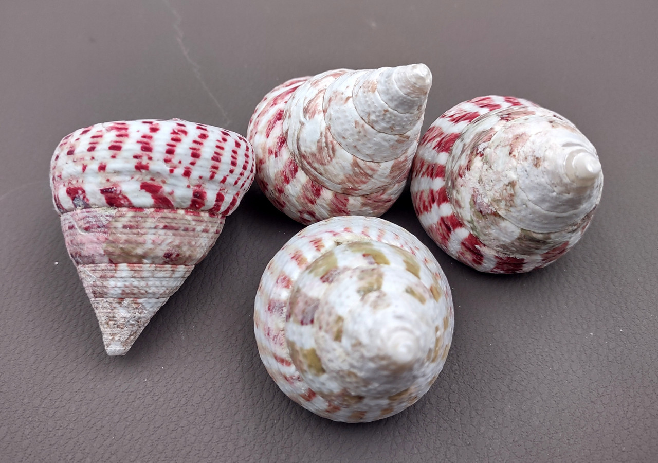 Strawberry Trochus Seashells Red White Rochia Conus (4 shells approx. 1 ...