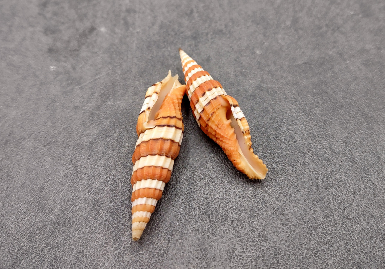 Queen Miter Seashell Mitra Compressum (1 shell approx. 1.75+ inches ...