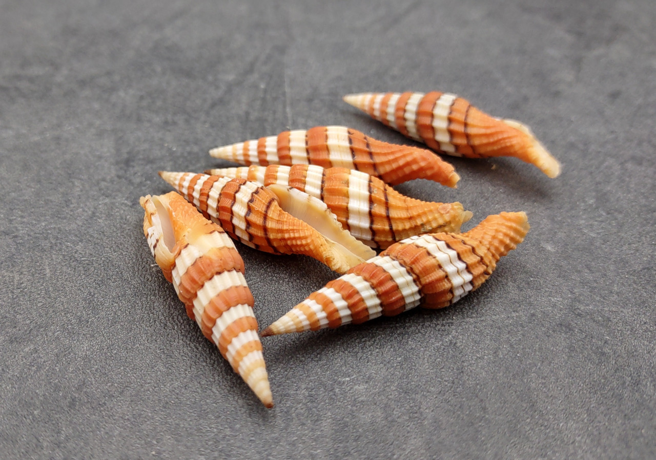 Queen Miter Seashell Mitra Compressum (1 shell approx. 1.75+ inches ...