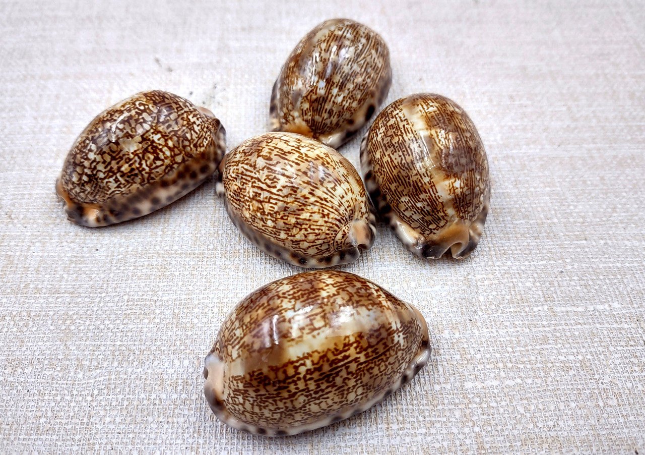 Arabic Cowrie Seashells Cypraea Arabica (5 shells approx. 1.5+ inches ...