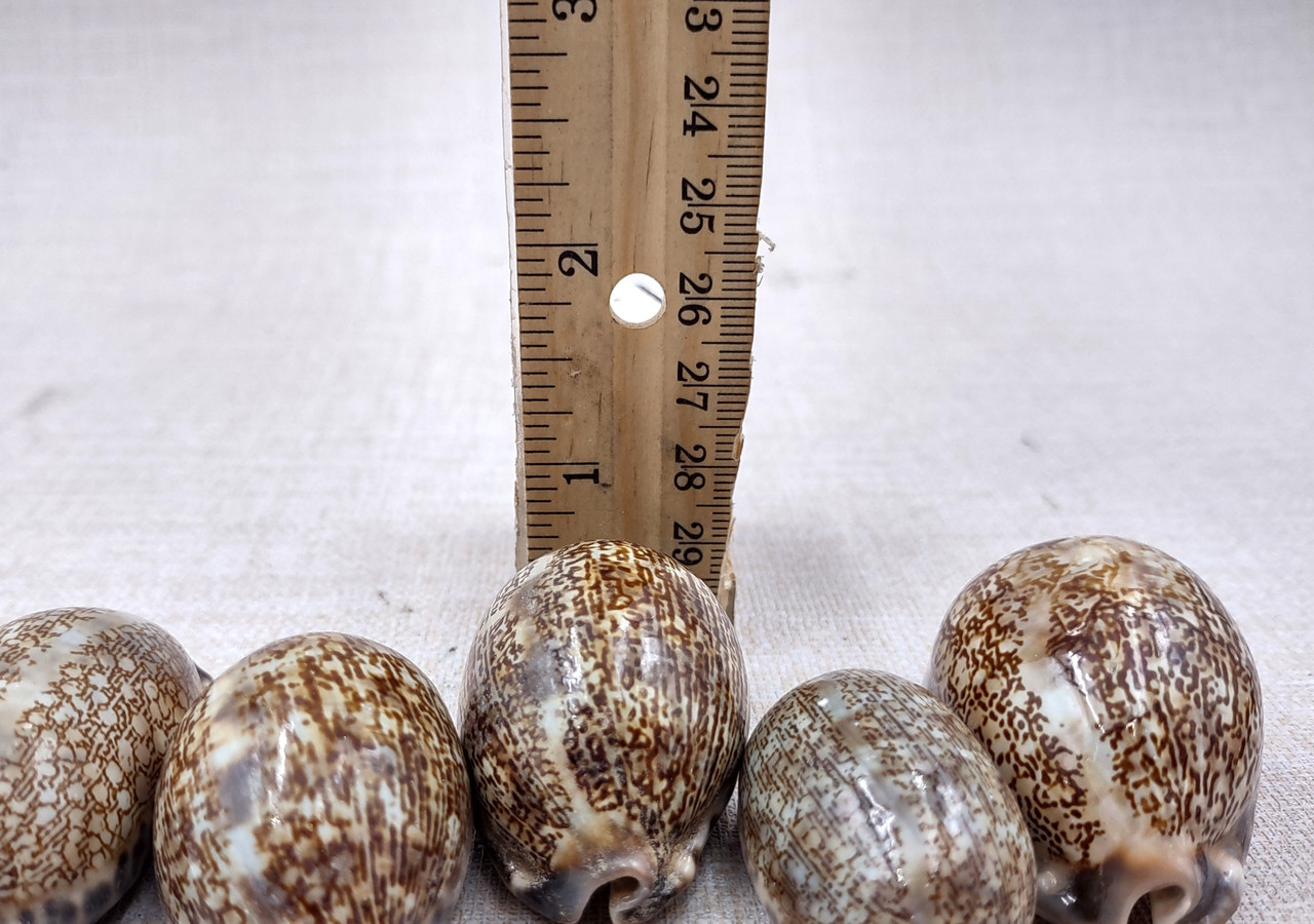 Arabic Cowrie Seashells Cypraea Arabica (5 shells approx. 1.5+ inches ...