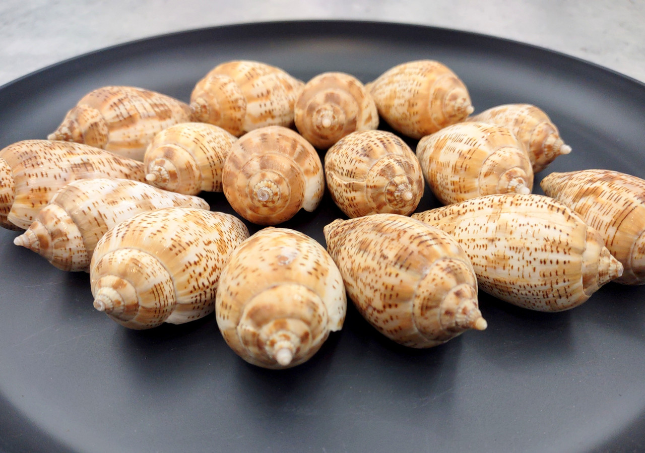 Brown Lined Volute Seashells Harpulina Lapponica (4 shells approx. 2 ...