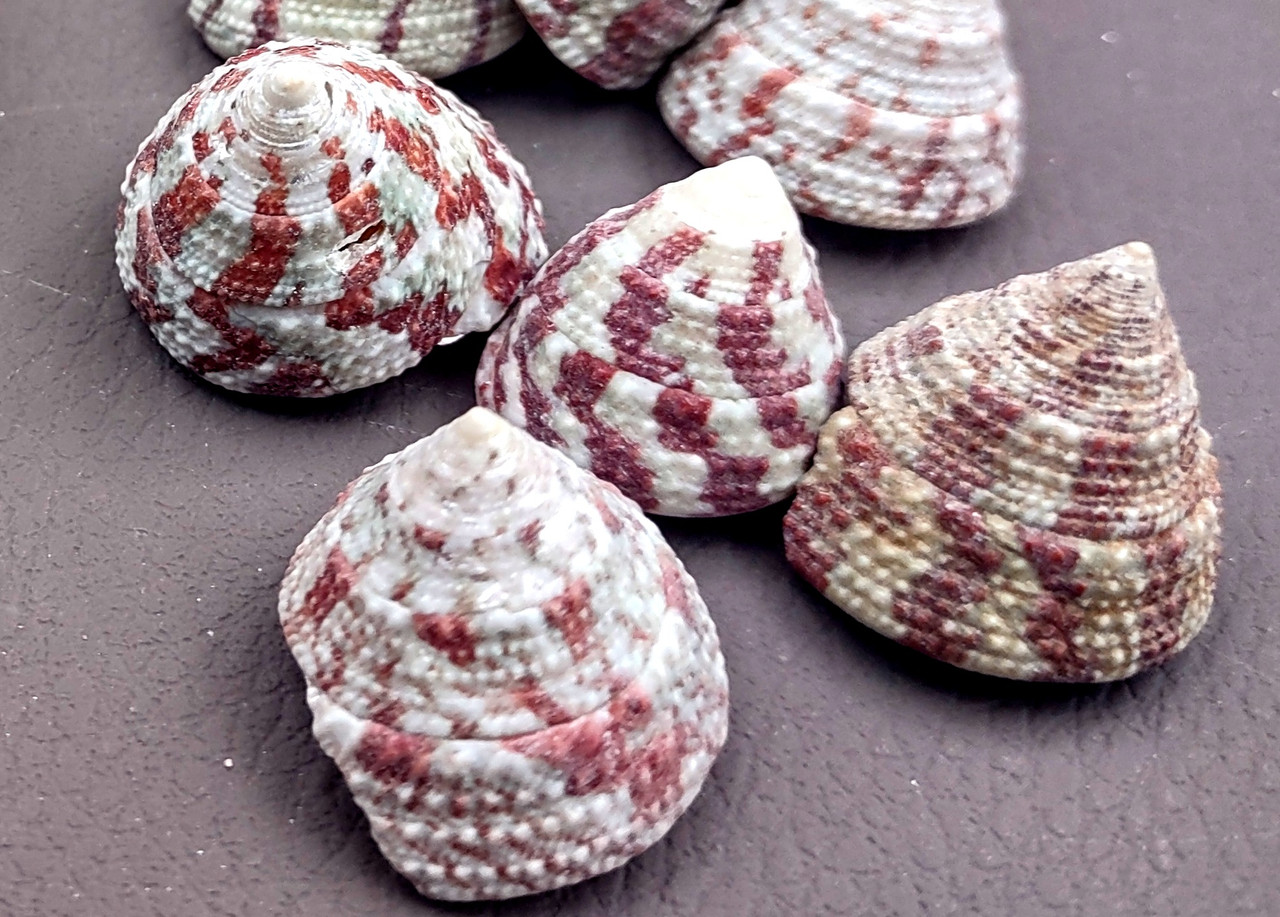 Christmas Tree Top Seashells Trochus Radiatus (10 shells approx. 0.5+ inches) Swell little ...