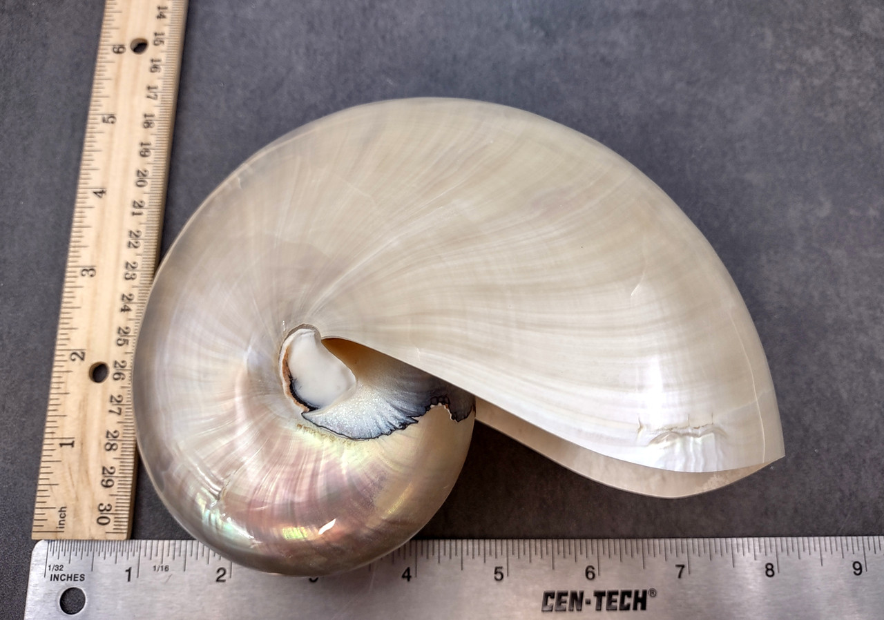Pearlized Nautilus Seashell Polished Nautilus Pompilius (1 shell approx ...