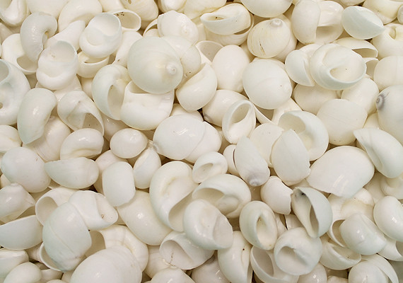 White Moon Shells (5 pcs.) - Amusium Pleuronectes