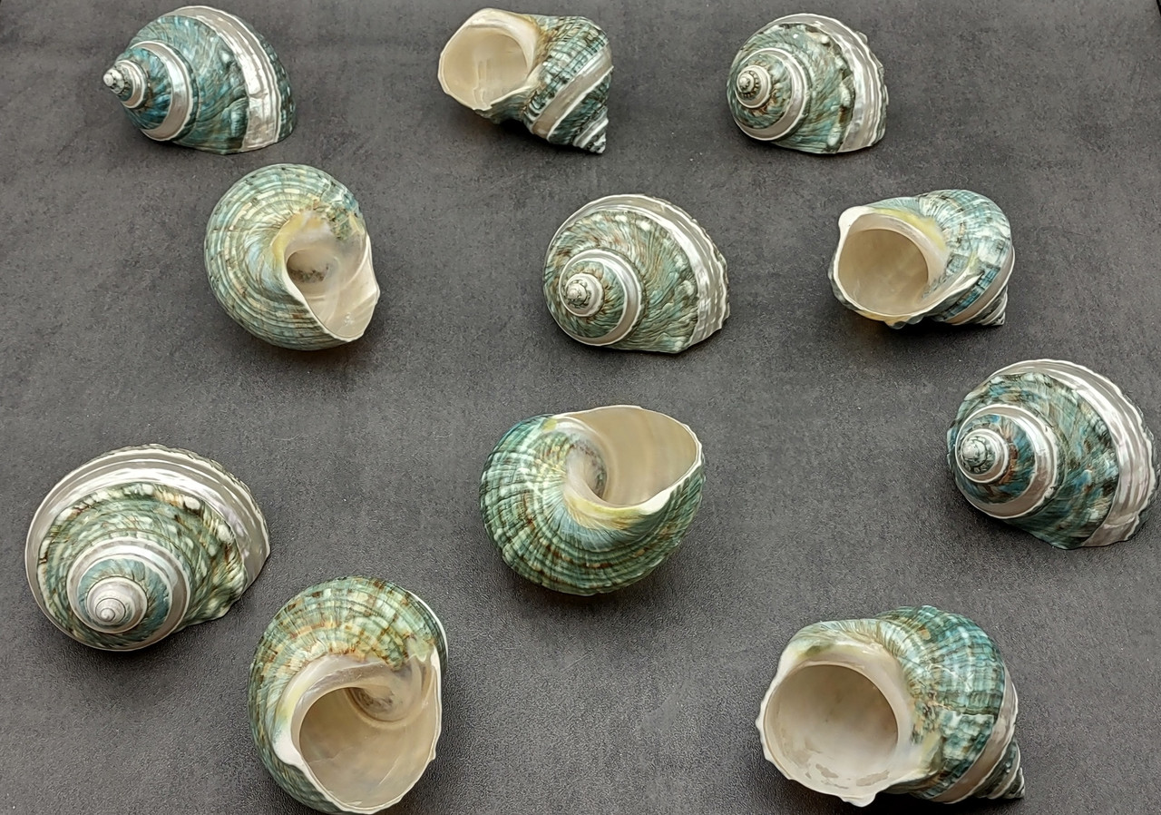 Polished Jade Green Turbo Shell with Pearlized Stripes - (1 Turbo ...