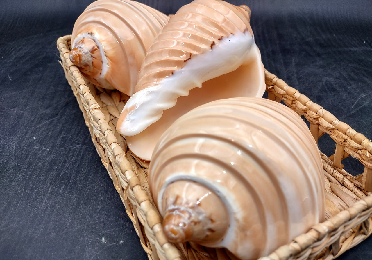 Noble Volute Seashell Banded Polished Voluta Nobilis (1 shell approx. 5 ...