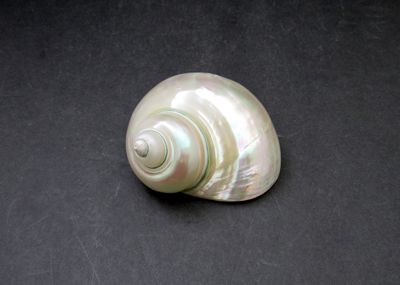 Pearlized Jade Turbo Shell Turbo Burgessi (1 shell approx. 3.5+ inches ...