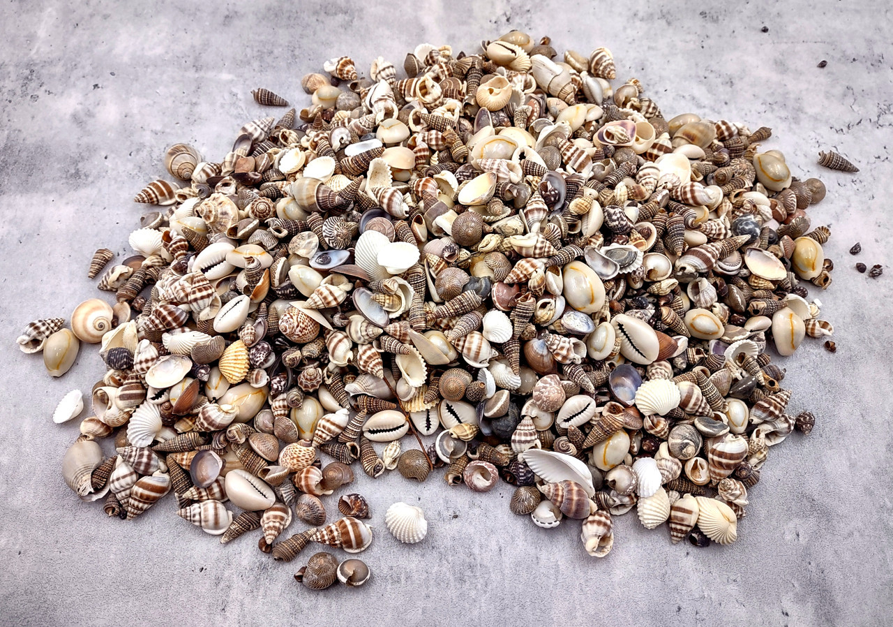 Extra Small Seashell Assorted Ocean Mix (approx. 1 kilogram 0.50 ...