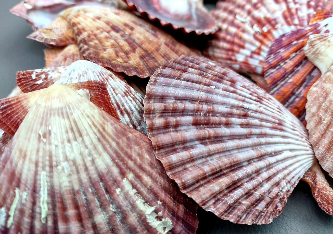 Calico Atlantic Scallop Seashells Argopecten Gibbus (10 shells approx ...