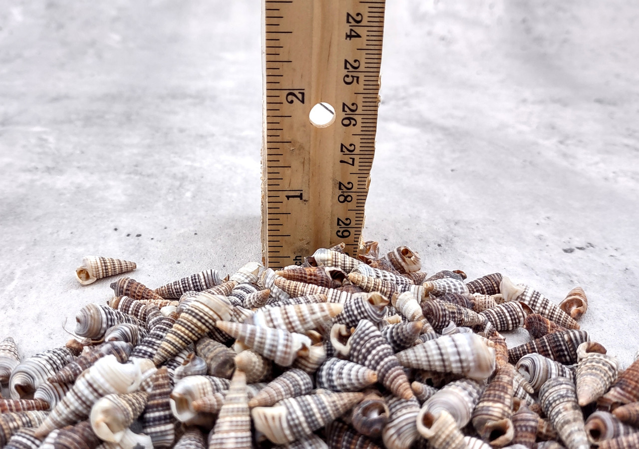 Channeled Cerith Seashells Spiral Cerithium Molniferus (approx. half ...