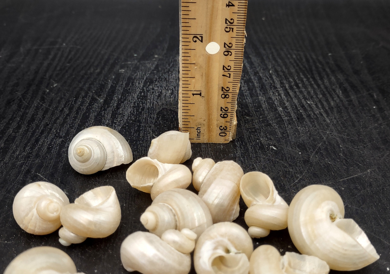 Pearlized Turbo Seashells (10 shells approx. 0.75+ inches) Neat shells ...