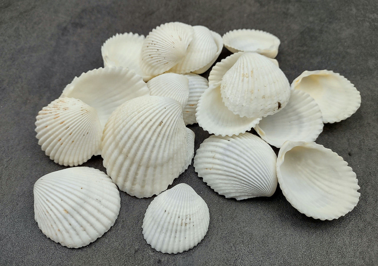 Coco Clam Seashells (20 shells approx. 1.5+ inches) Clam shell great ...