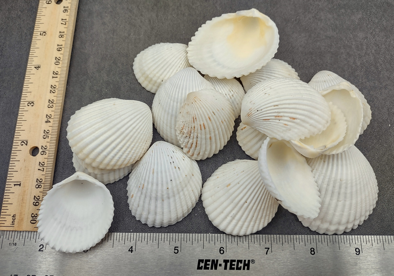 Coco Clam Seashells (20 shells approx. 1.5+ inches) Clam shell great ...