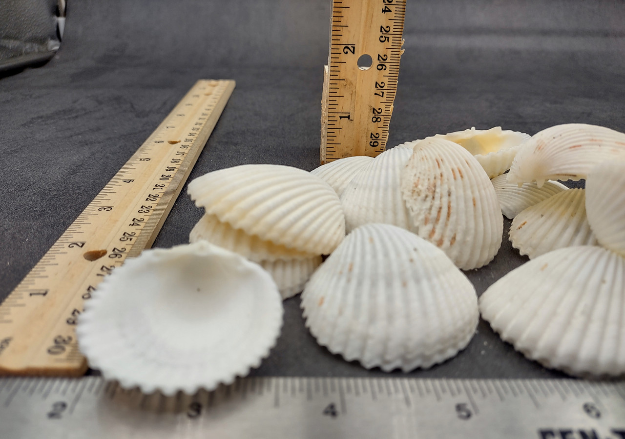 Coco Clam Seashells (20 shells approx. 1.5+ inches) Clam shell great ...