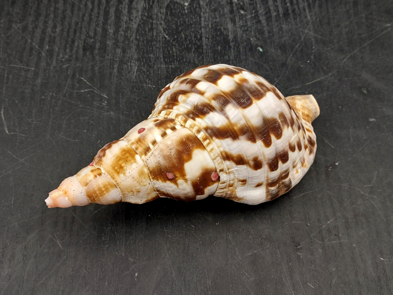 Triton Shells for Sale
