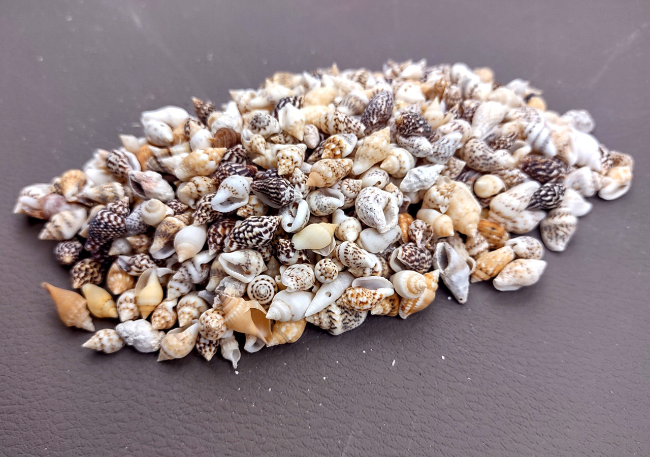 Dove Seashells Euplica Festiva (approx. half cup 230+ shells approx. 0. ...