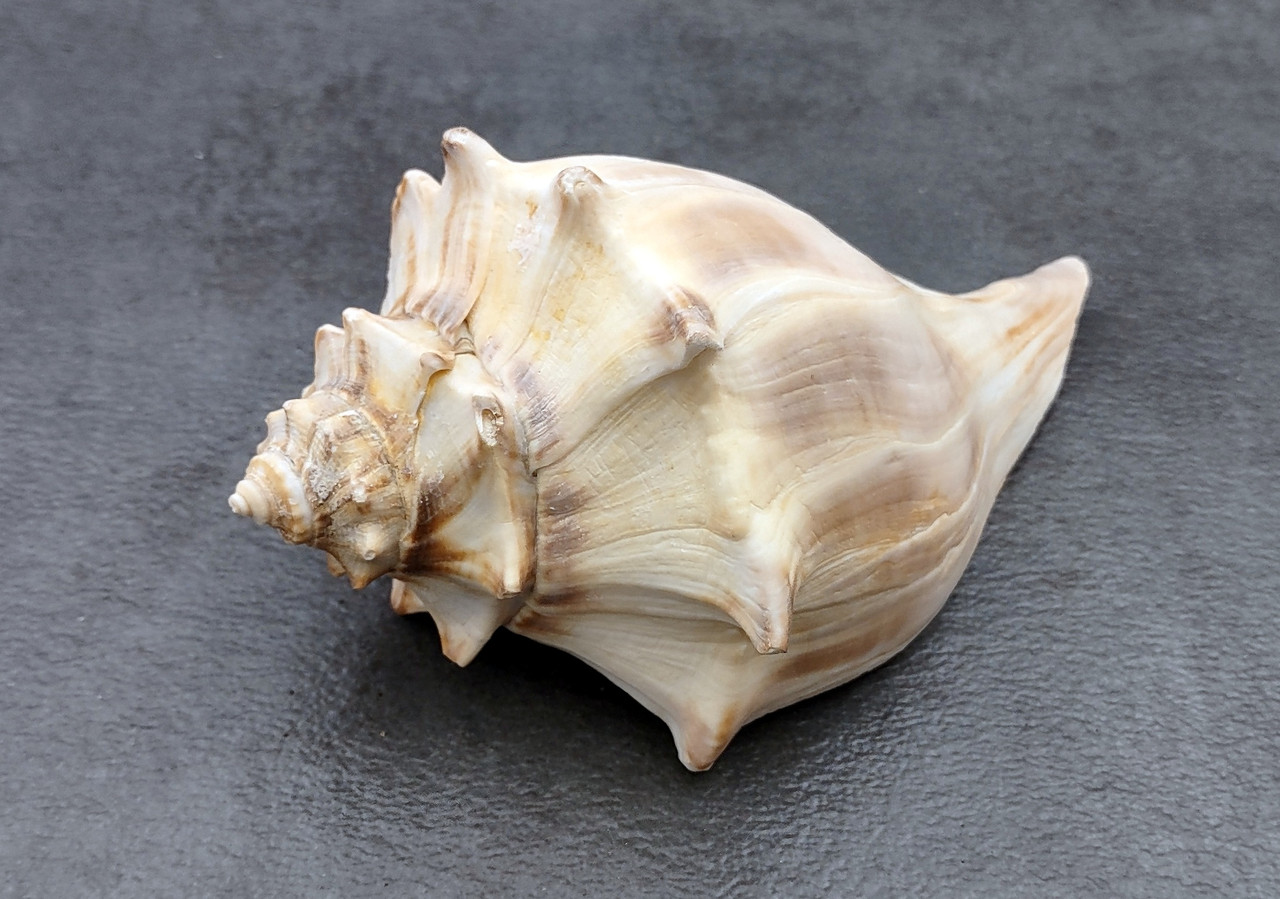Whelks