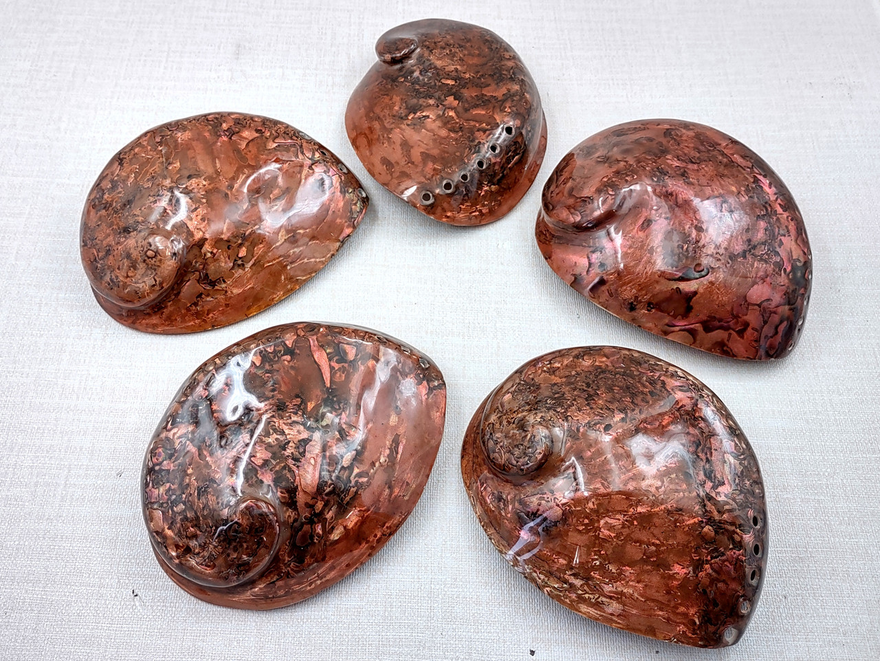 Polished Copper Midas Abalone Seashells Haliotis Midae (1 shell approx ...