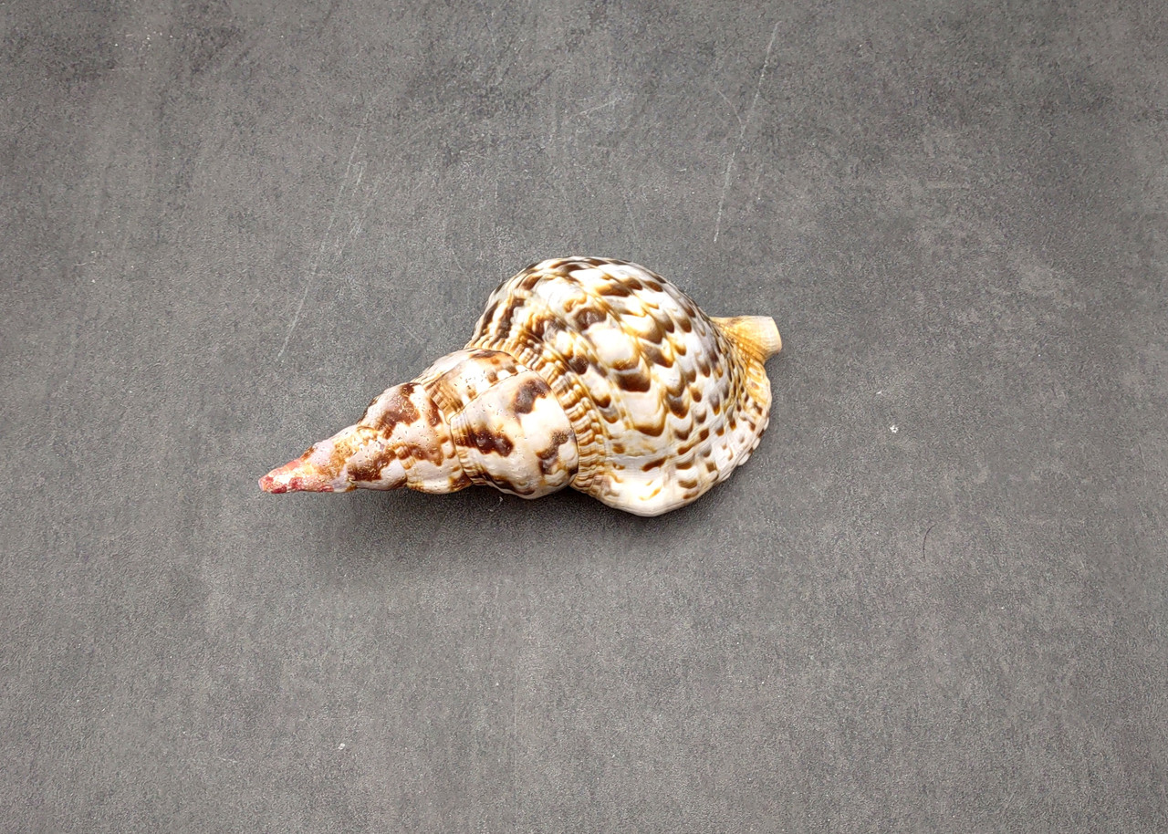 Triton Shells for Sale