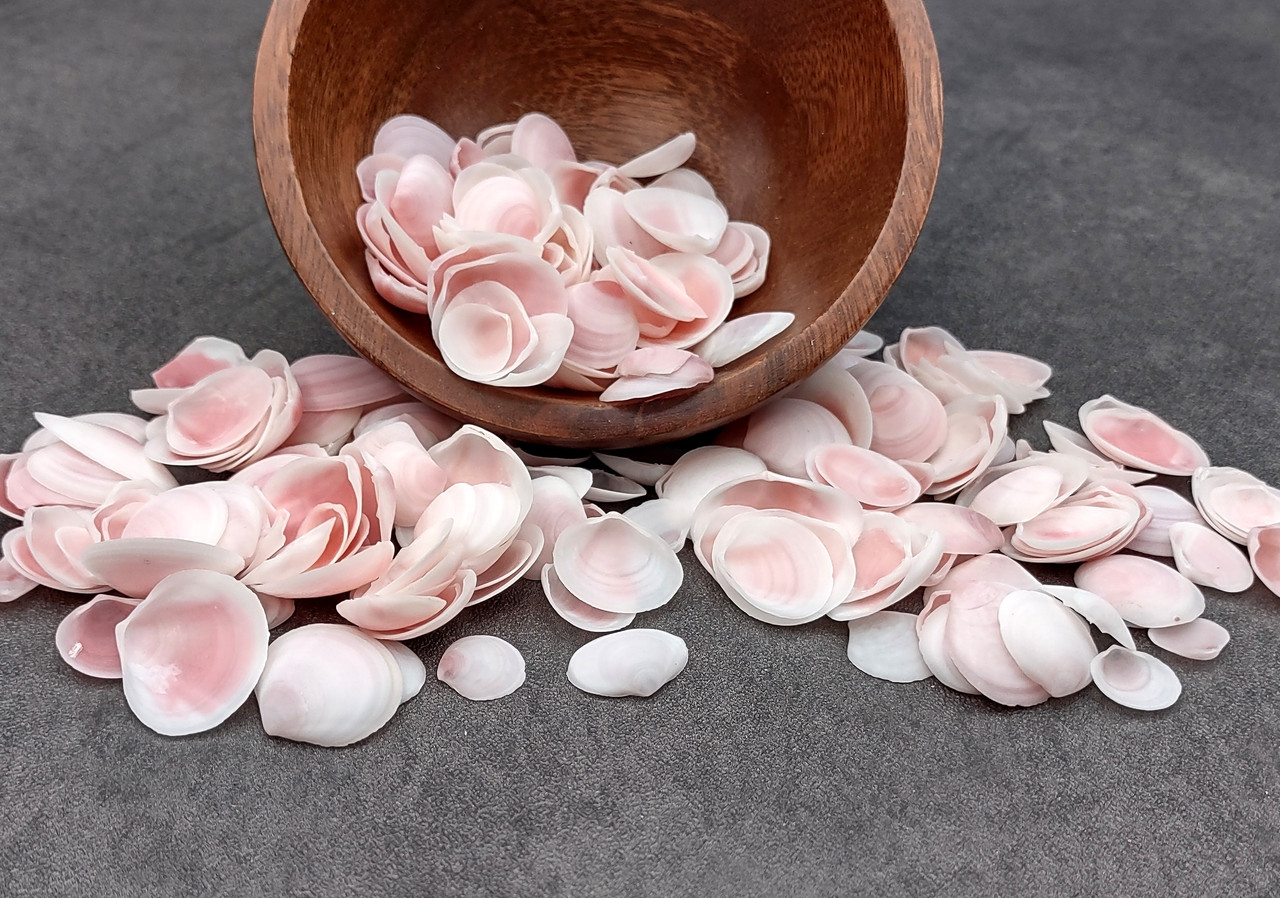 Rose Petal Tellin Seashell Halves Pink Eurytellina Lineata (approx. 20 ...