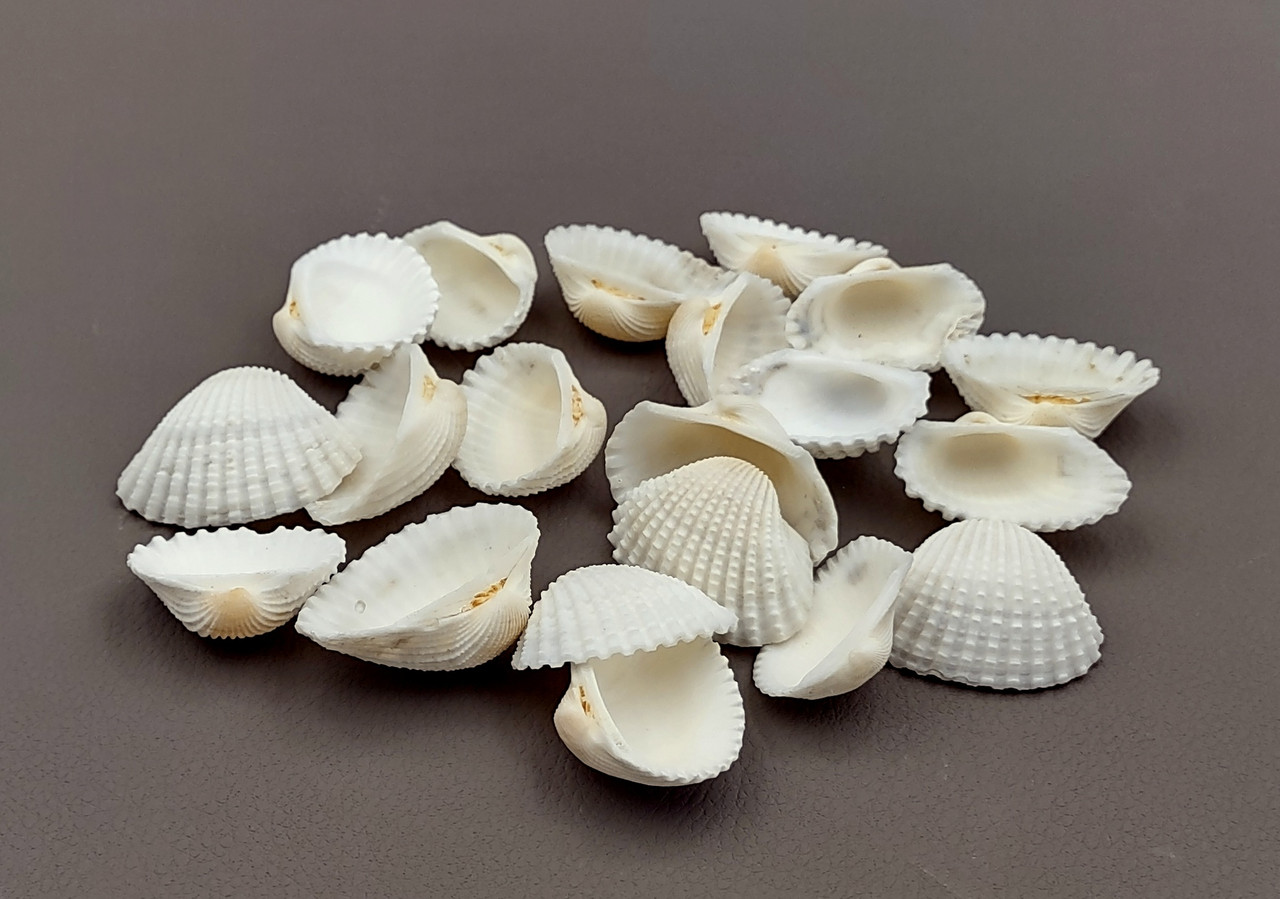 clam shells for sale - seashellsupply.com