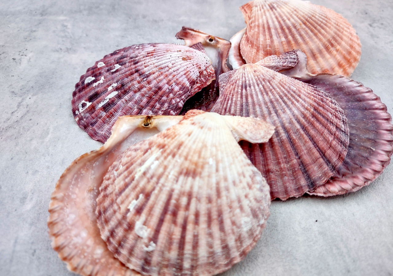 Categories - Page 2 - Sea Shell Supply